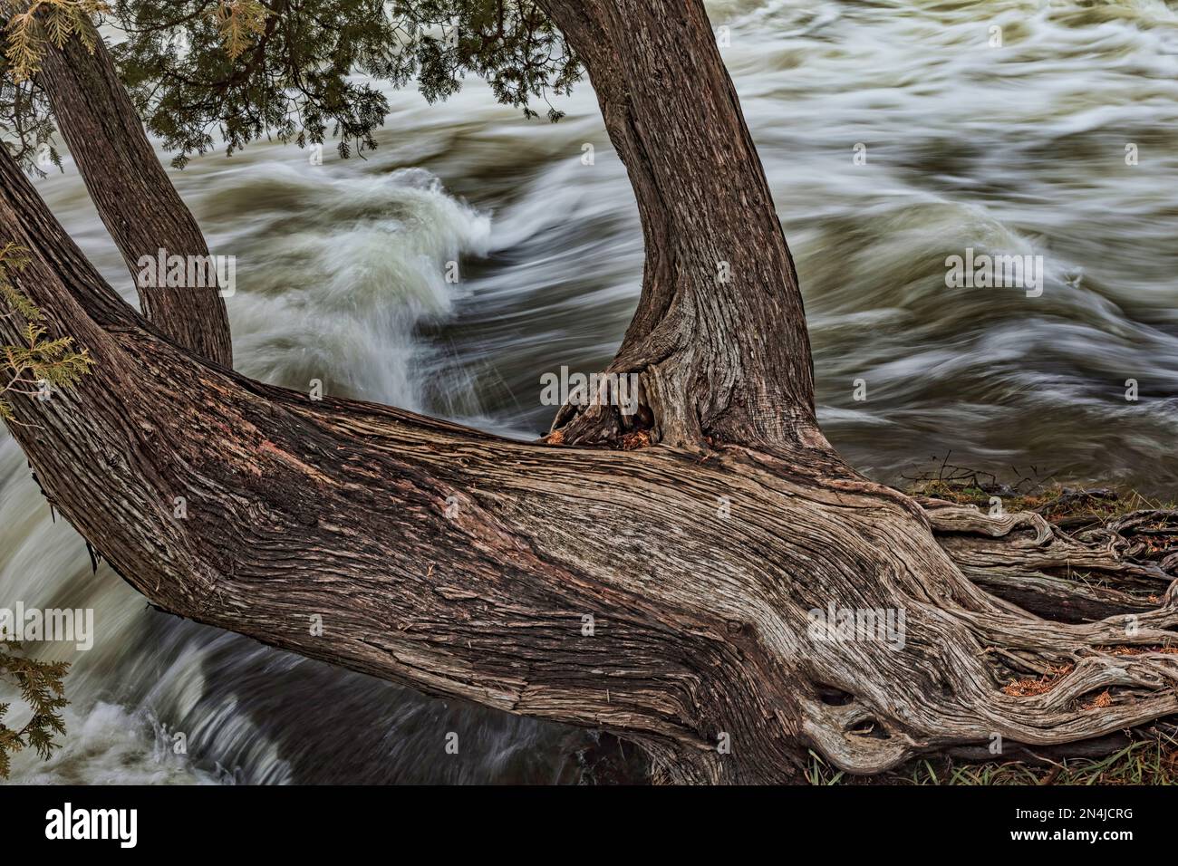 An unusual February thaw melts snow and ice and sends it thundering ...