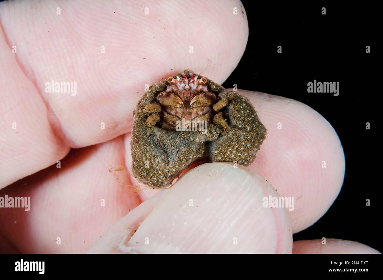 Sponge and model hi-res stock photography and images - Alamy