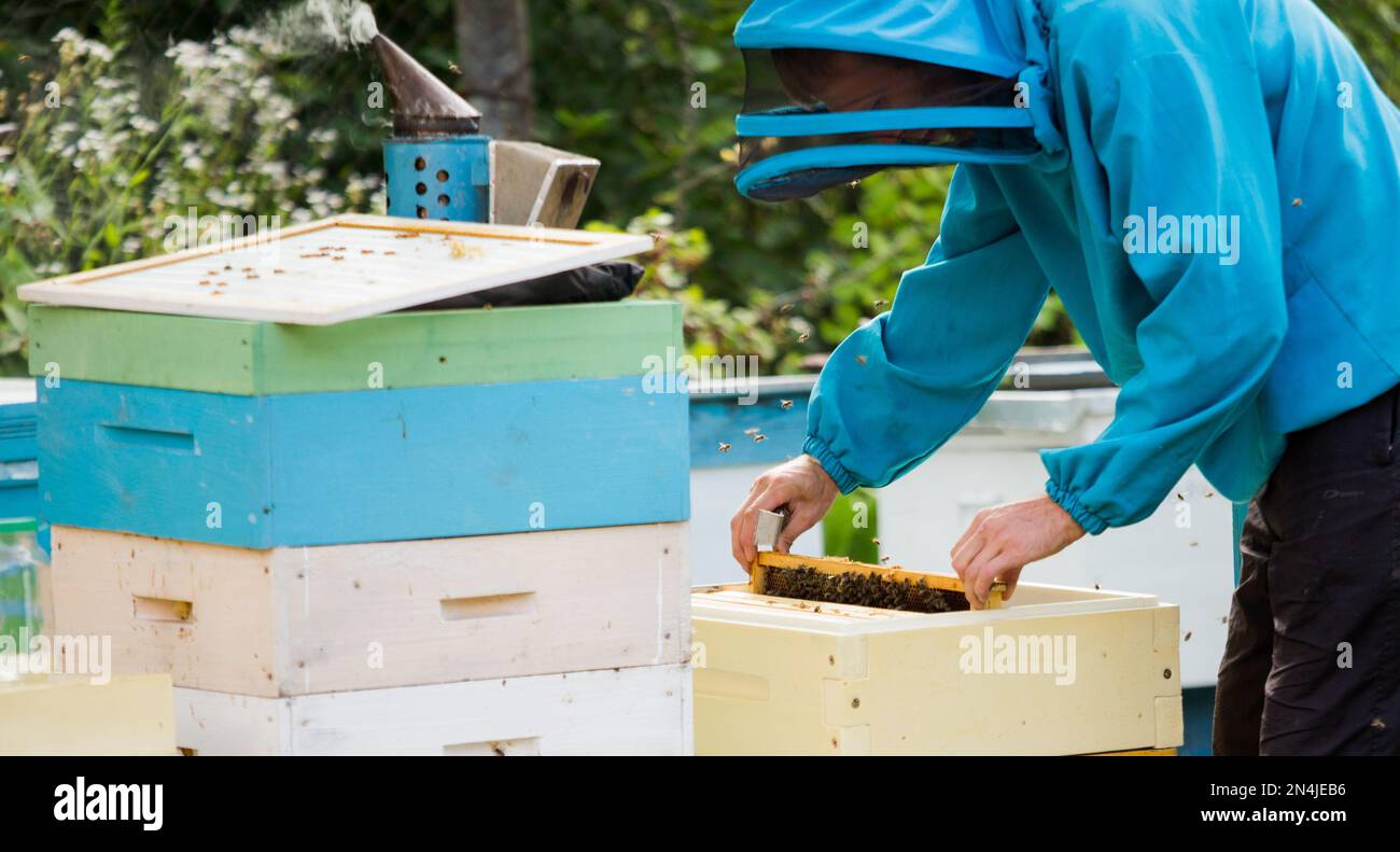 beekeeper returns frame to hive. uniting bee family and puts frame with ...
