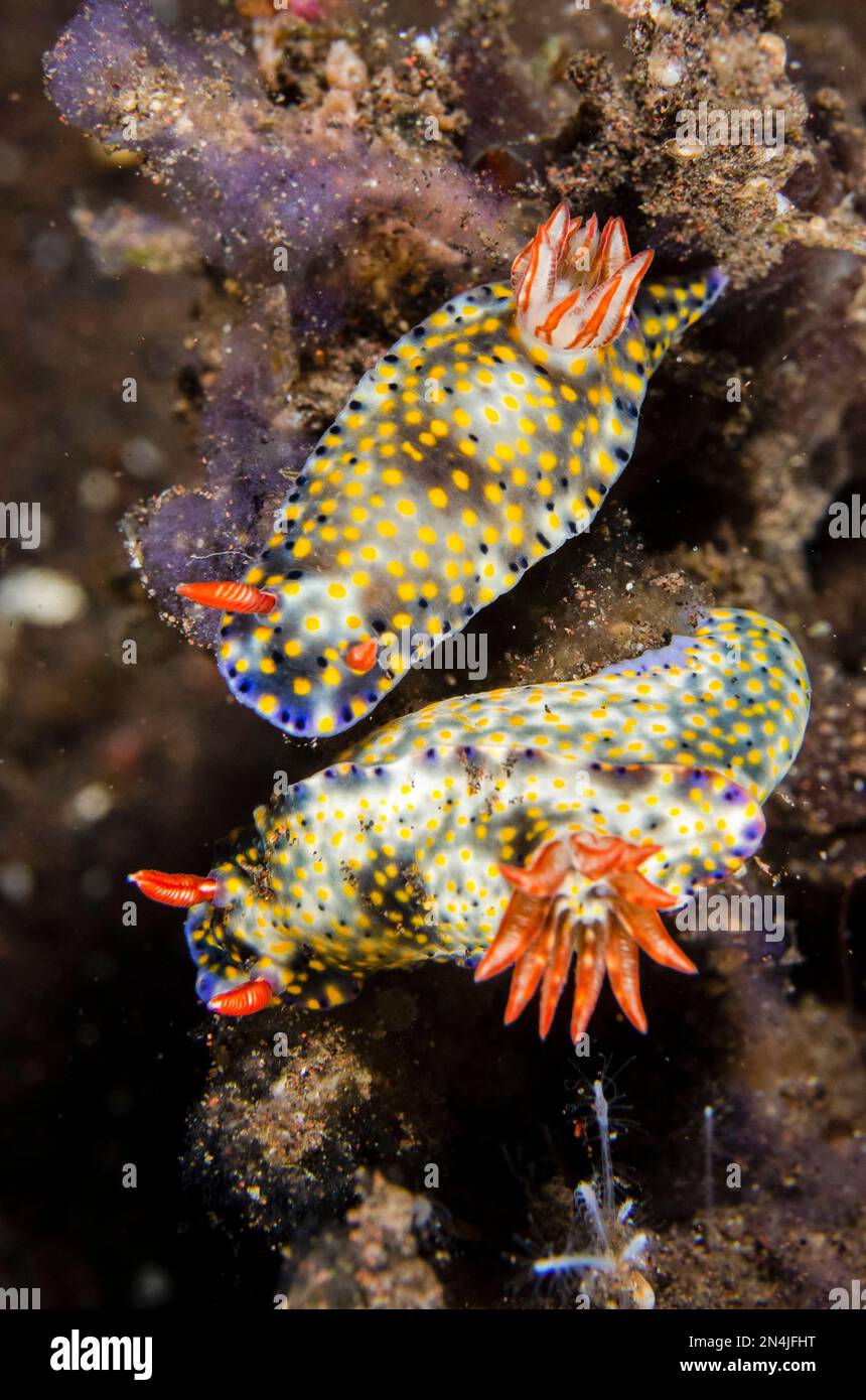 Pair of Painted Hypselodoris Nudibranchs, Hypselodoris infucata, night ...