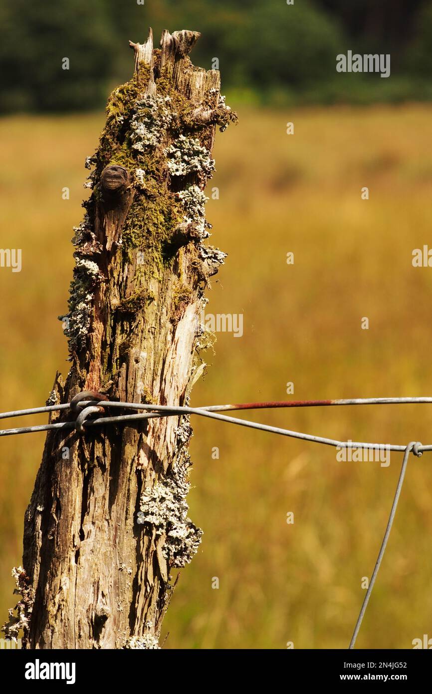 An old split, field fence post covered in various lichen and joining ...