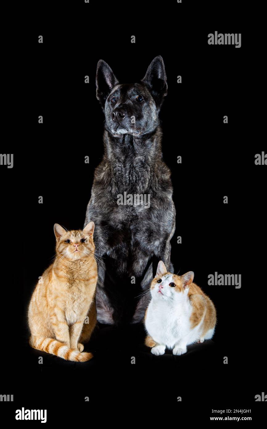 A vertical shot of a Dutch Shepherd sitting with two Tabby cats on a ...