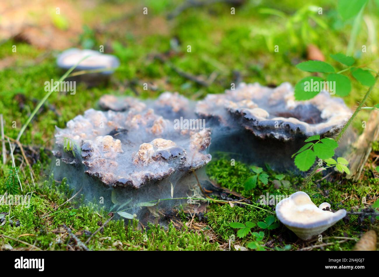 White mold covered the old stale mushrooms in the tundra of Northern ...