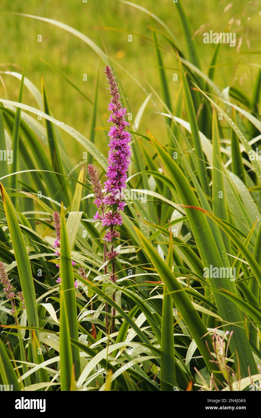 Tall pink flower hi-res stock photography and images - Alamy
