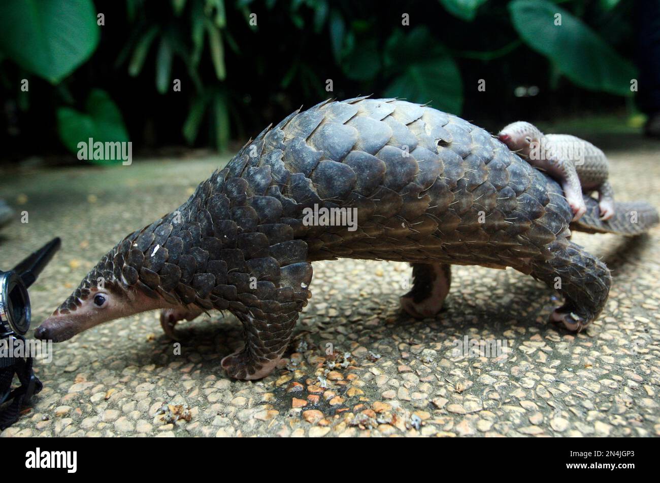 A pangolin carries its baby at a Bali zoo, Indonesia, Thursday, June 9 ...