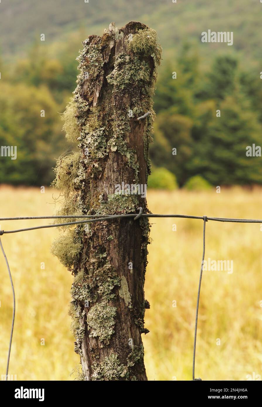 An old split, field fence post covered in various lichen and joining ...