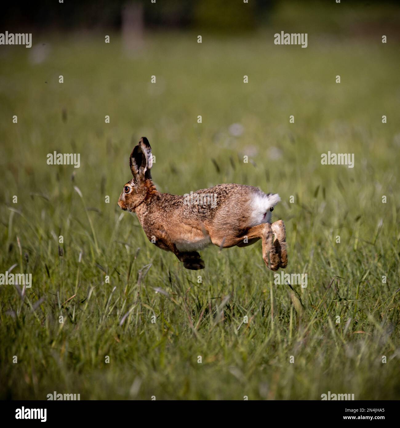 Bunny jumping in a field hi-res stock photography and images - Alamy