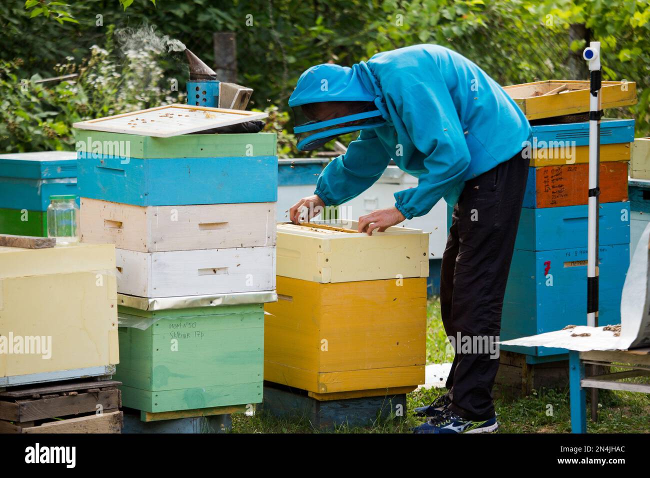 beekeeper returns frame to hive. uniting bee family and puts frame with ...
