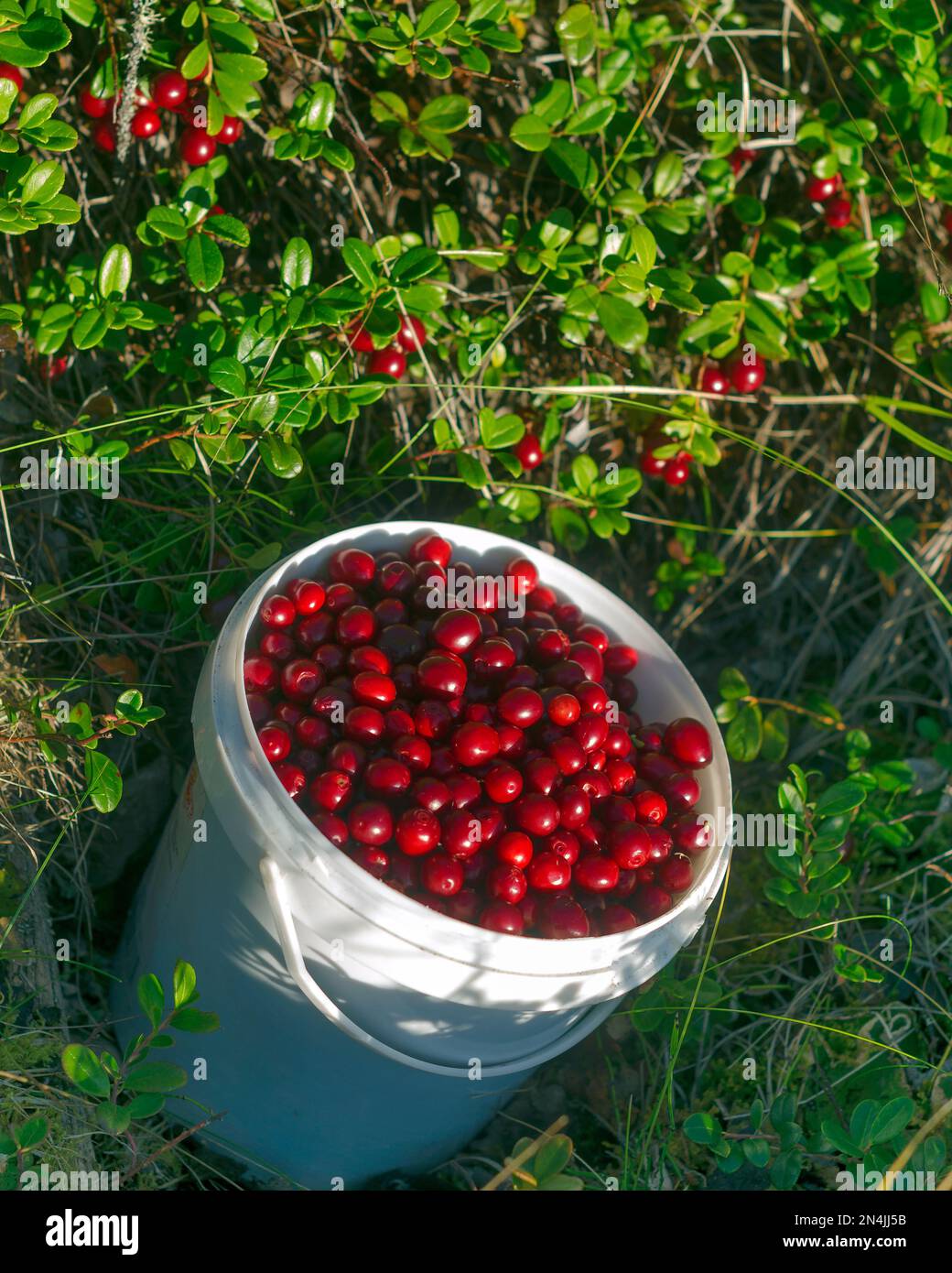 Juicy red berries, wild and cranberries are in full pail opposite ...