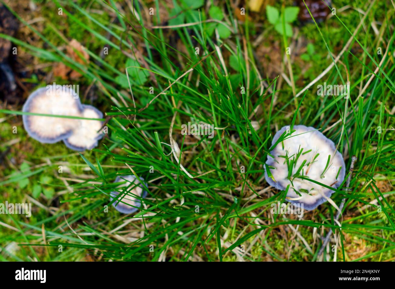 Green grass grows through old stale mushrooms covered with white mold ...