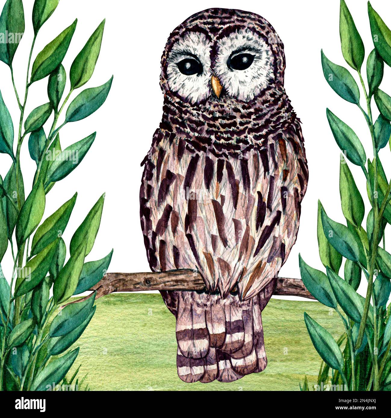 Watercolor wild forest animals: owl isolated on white background ...