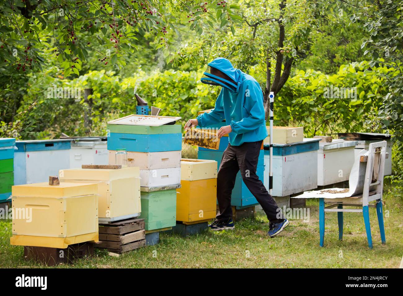 beekeeper returns frame to hive. uniting bee family and puts frame with ...