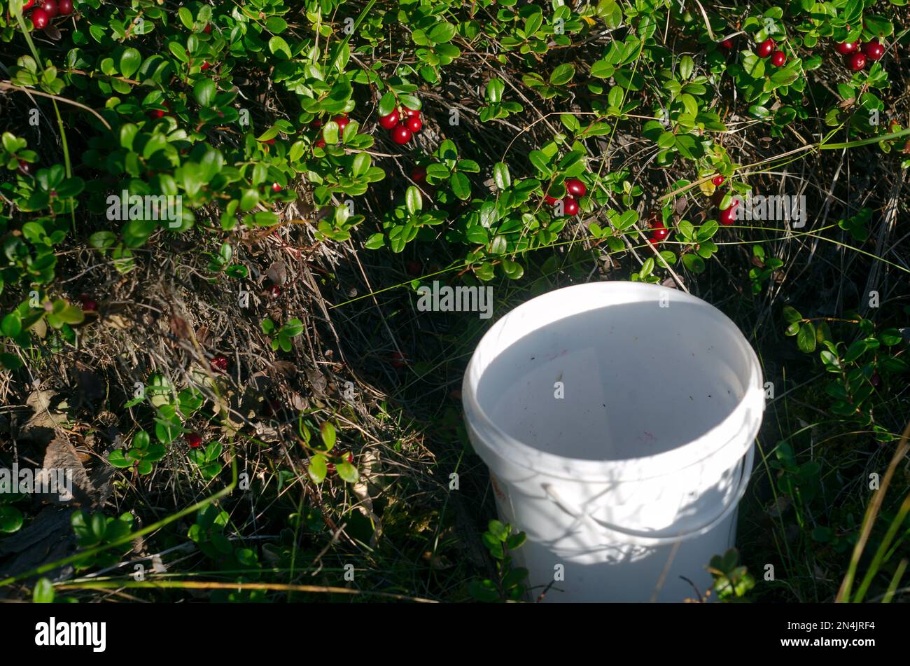 An empty bucket stands under the bright bushes of red cranberries ...