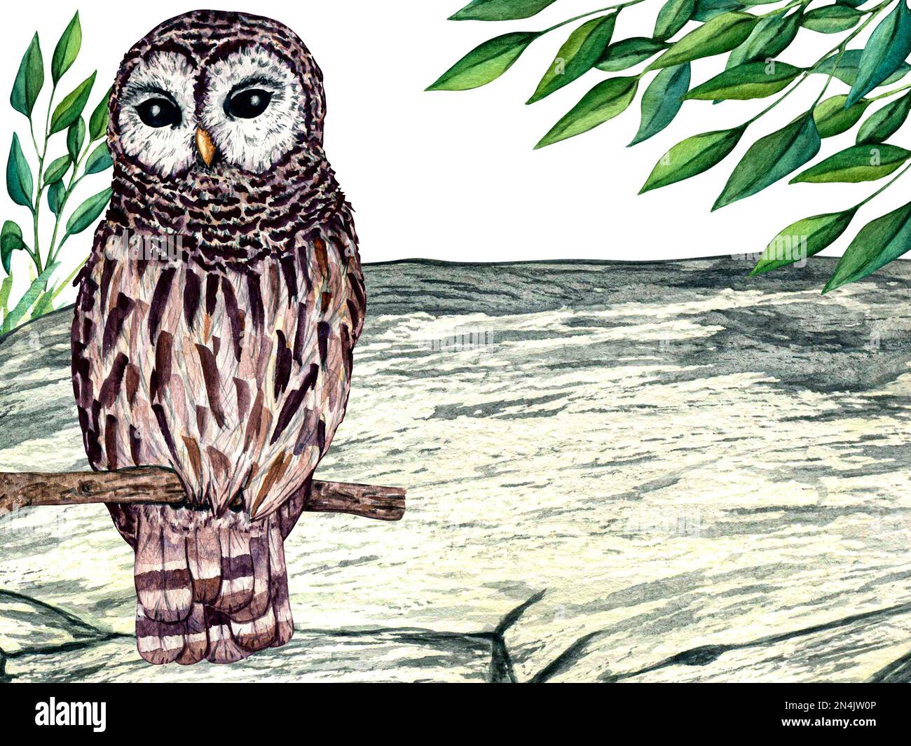 Watercolor wild forest animals: owl isolated on white background ...