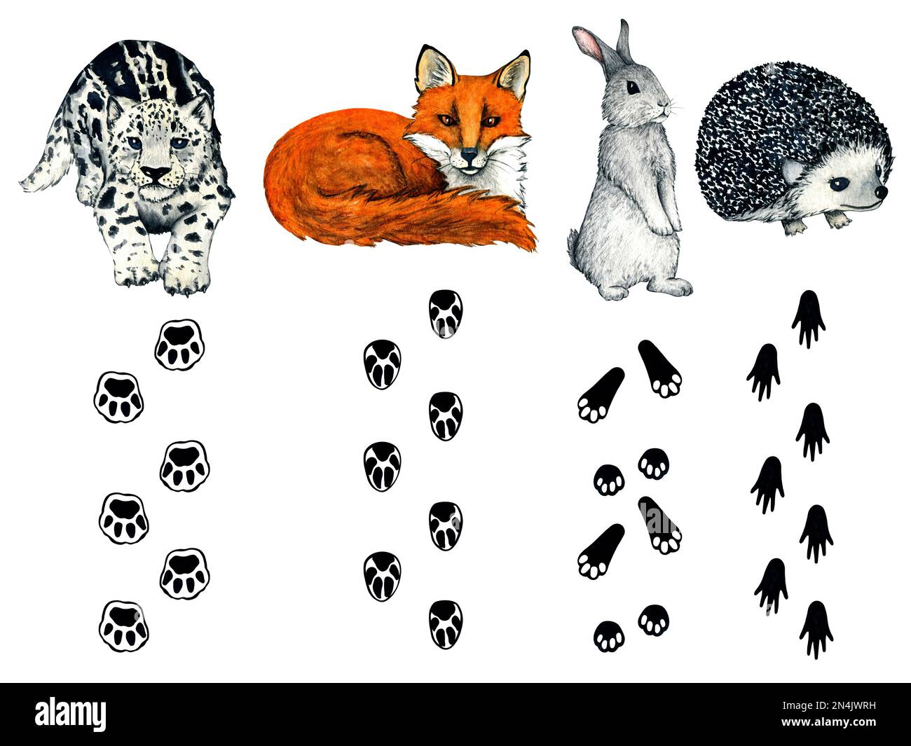 Watercolor wild forest animal footprints. Snow leopard kitten, irbis ...
