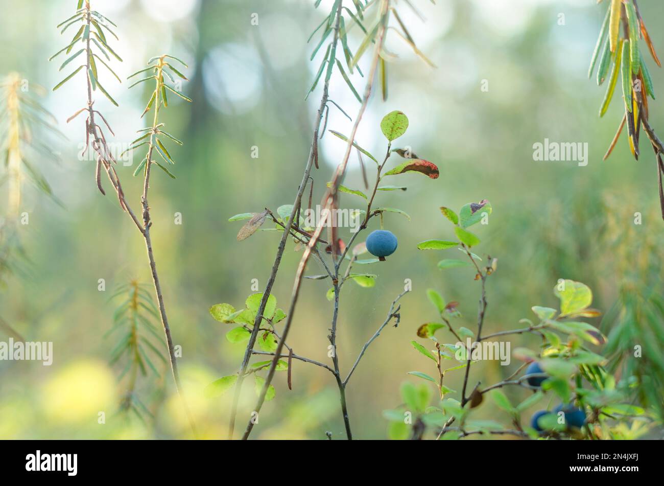 Coniferous forest berry fruit hi-res stock photography and images - Alamy