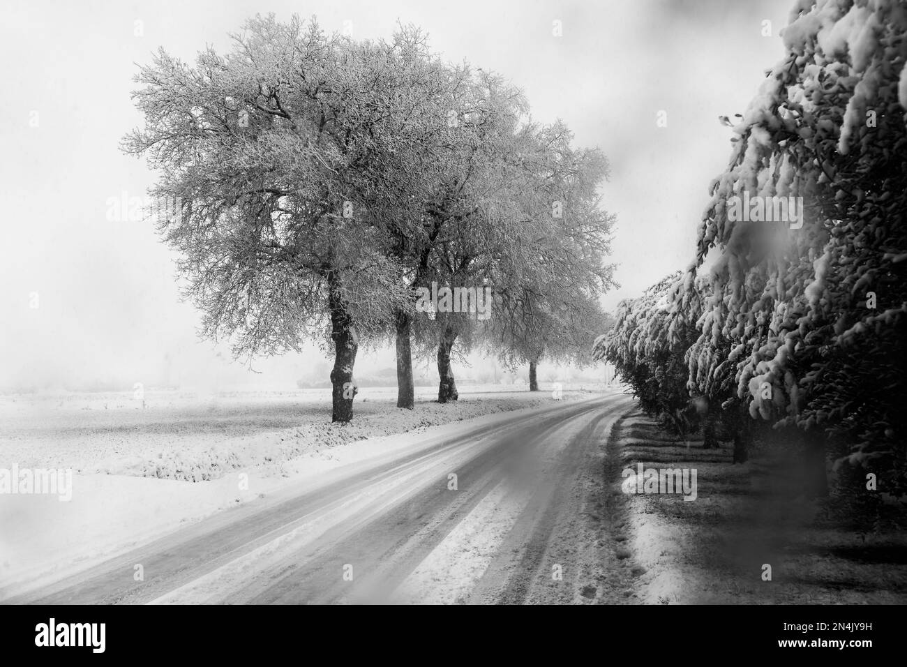 Trees covered by snow at the sides of a road Stock Photo - Alamy