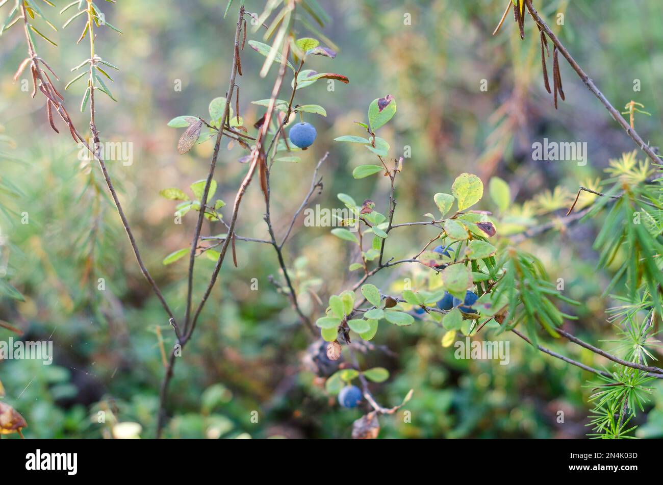 Blue juicy wild blueberries grow on a Bush in multi-colored vegetation ...