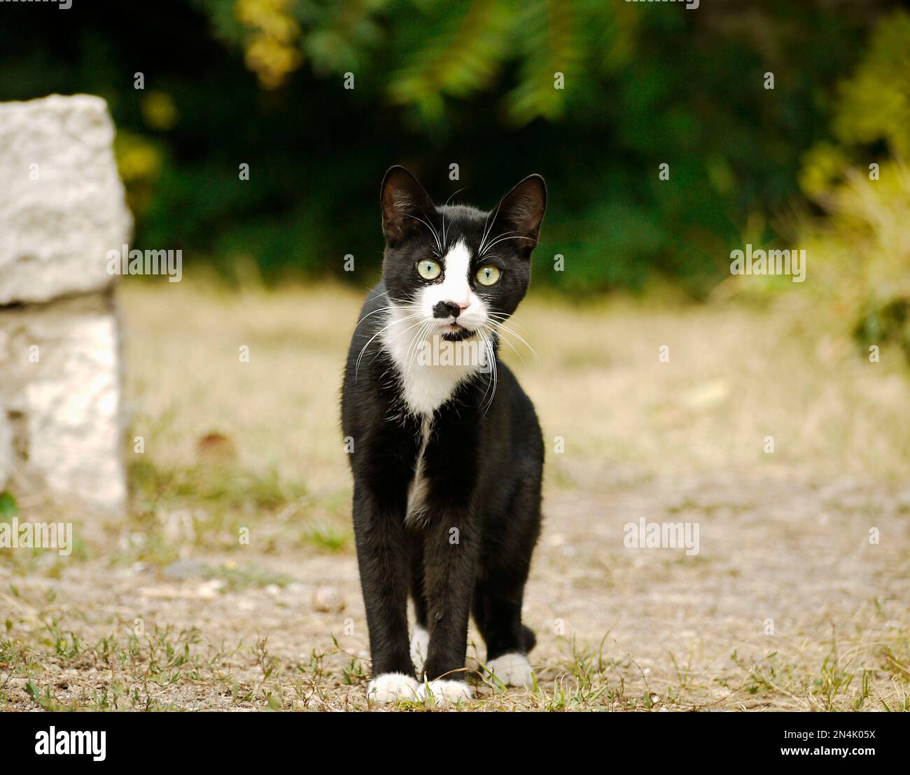 Black and white patchy cat hi-res stock photography and images - Alamy