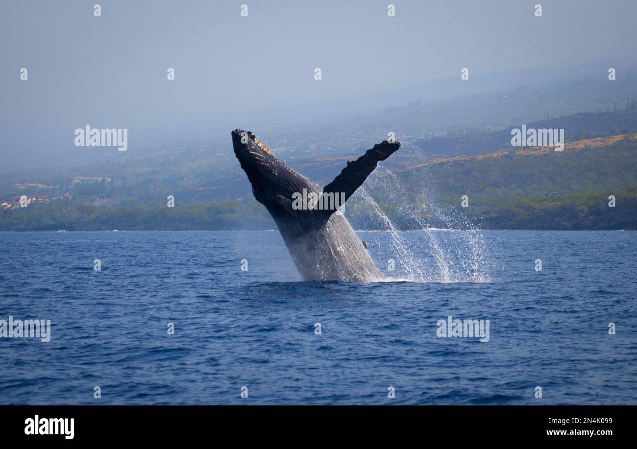 Humpback whale breaching, Kona Hawaii Stock Photo - Alamy