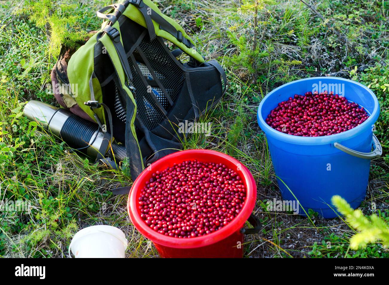 Two full buckets of wild cranberries stand next to a backpack and a ...