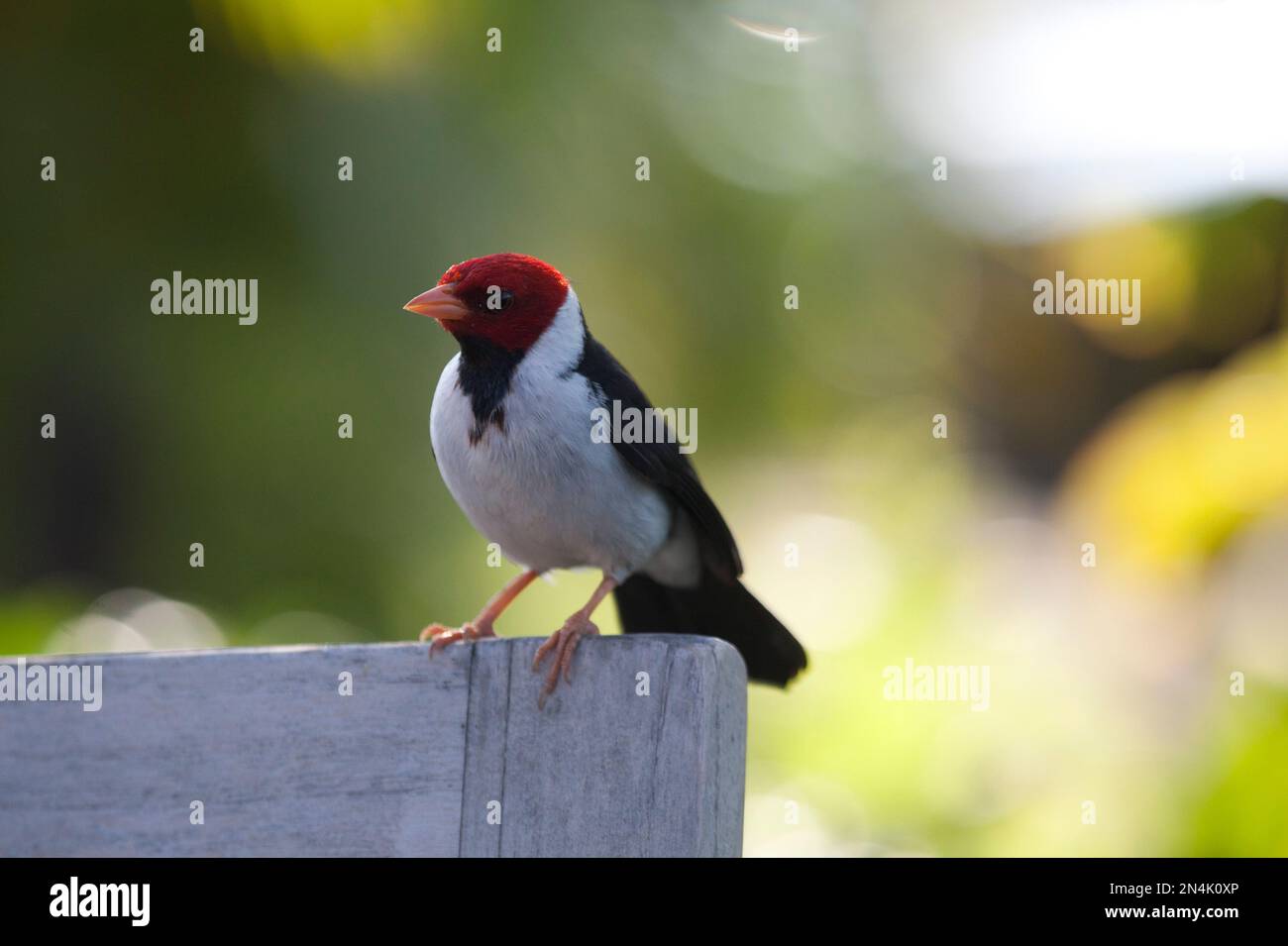Small cardinal hi-res stock photography and images - Alamy
