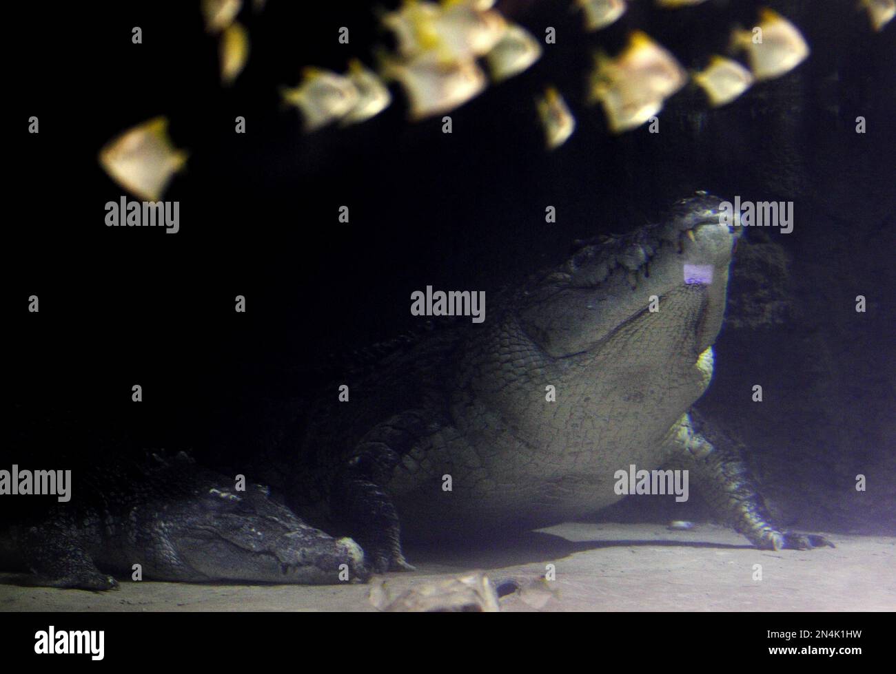 "King Croc," right, a saltwater crocodile and his female companion of ...