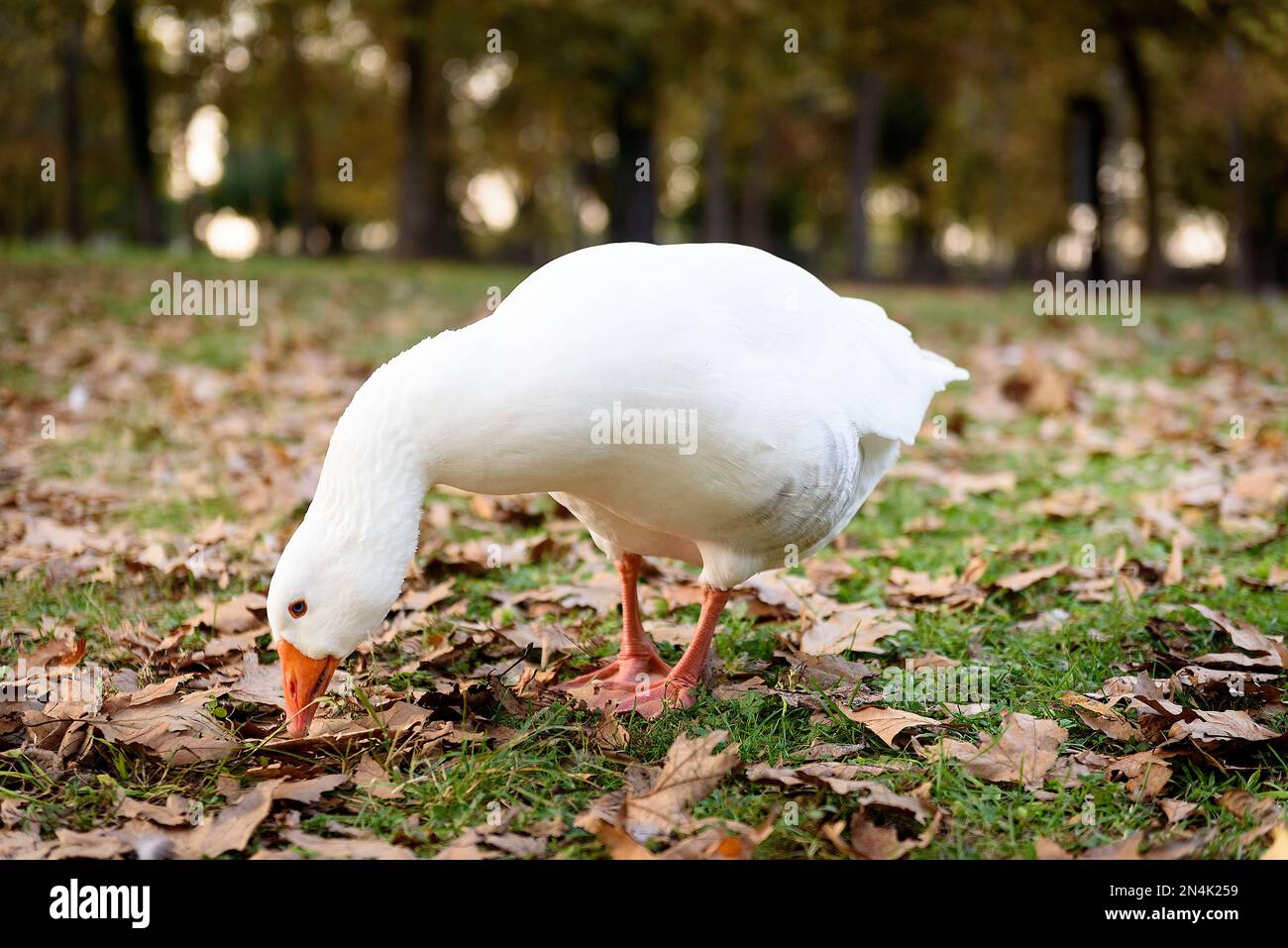 A closeup shot of beautiful white goose searching for food in the field ...
