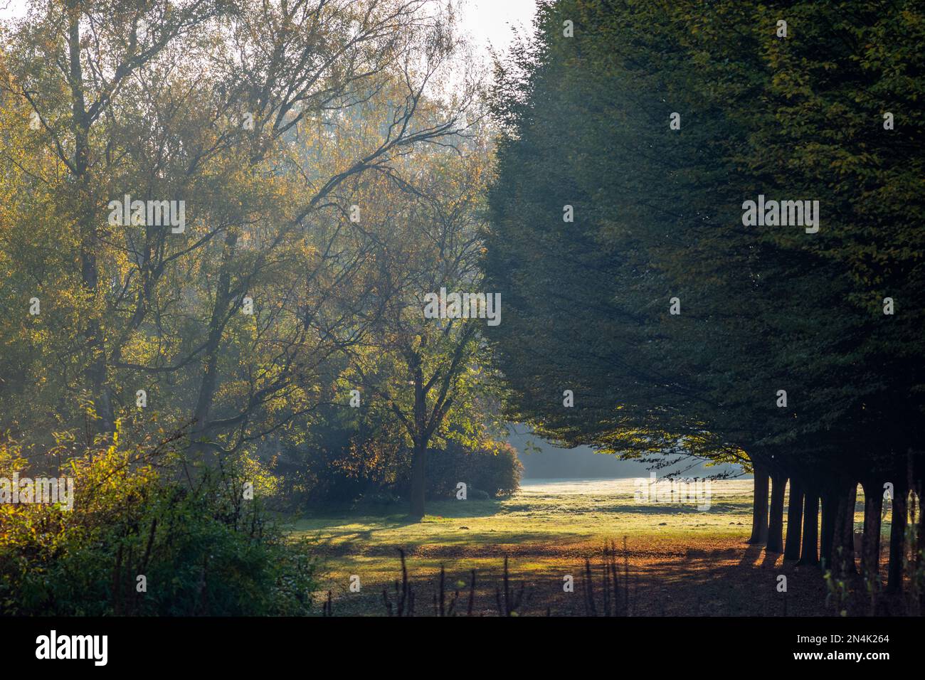 The beautiful trees with green foliage at a local park on a sunny day ...