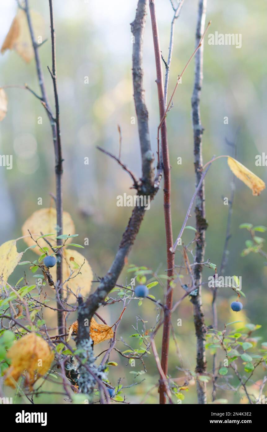 Blue juicy wild blueberries grow in autumn on a Bush in multi-colored ...