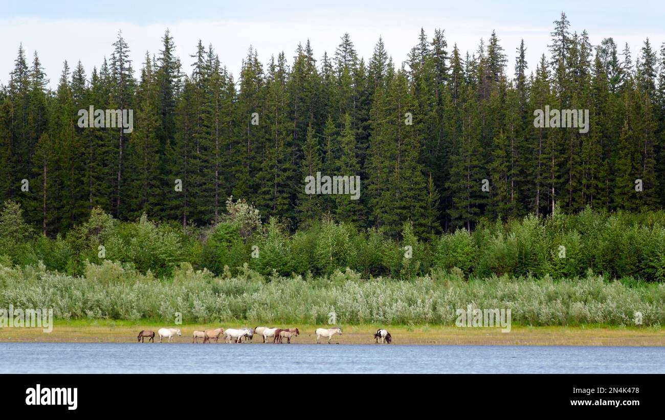 The bright Yakut herd horses is eating the grass along the shore North ...