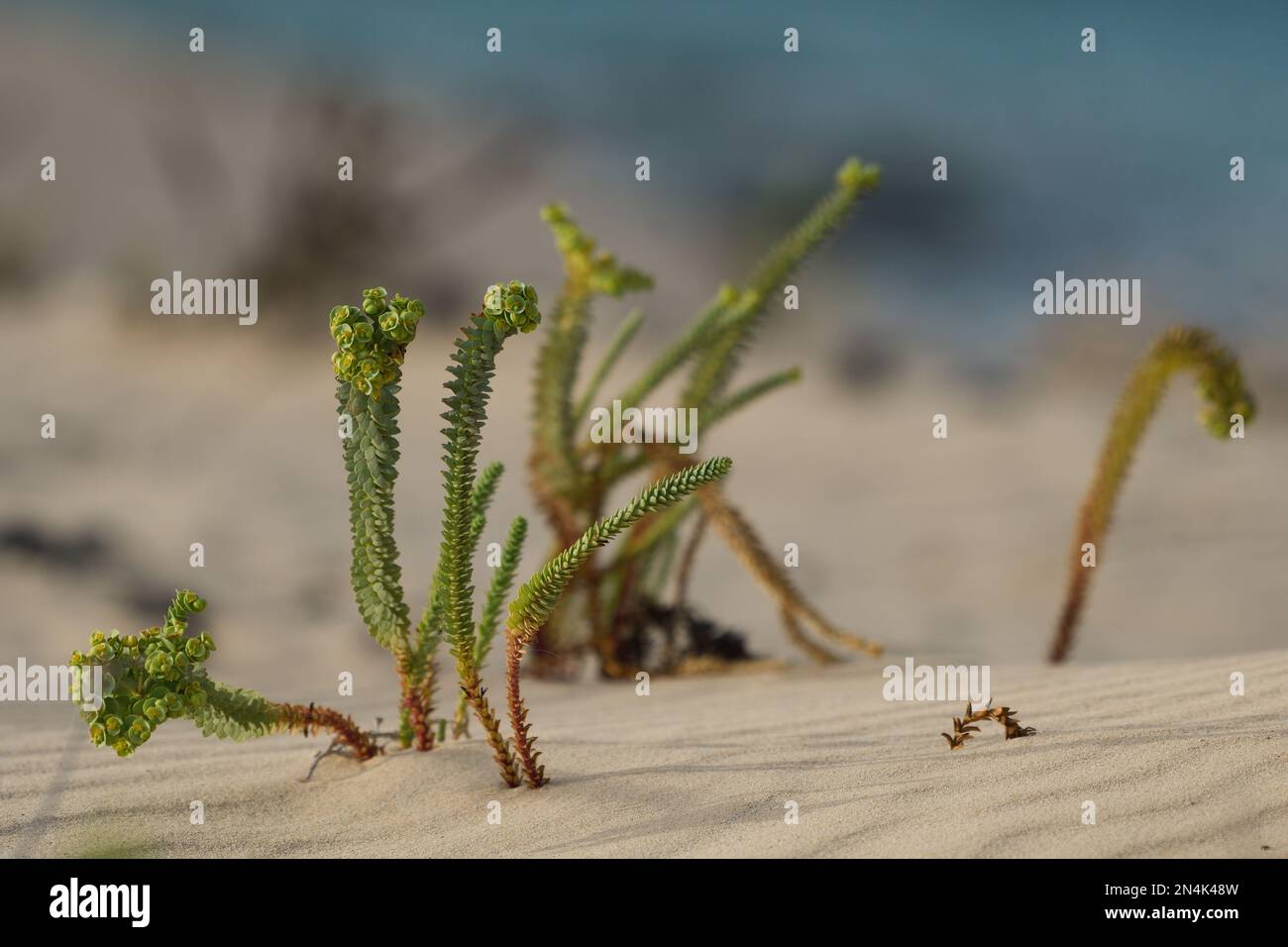 Euphorbia paralias in the dunes of the natural park of Corralejo Stock ...