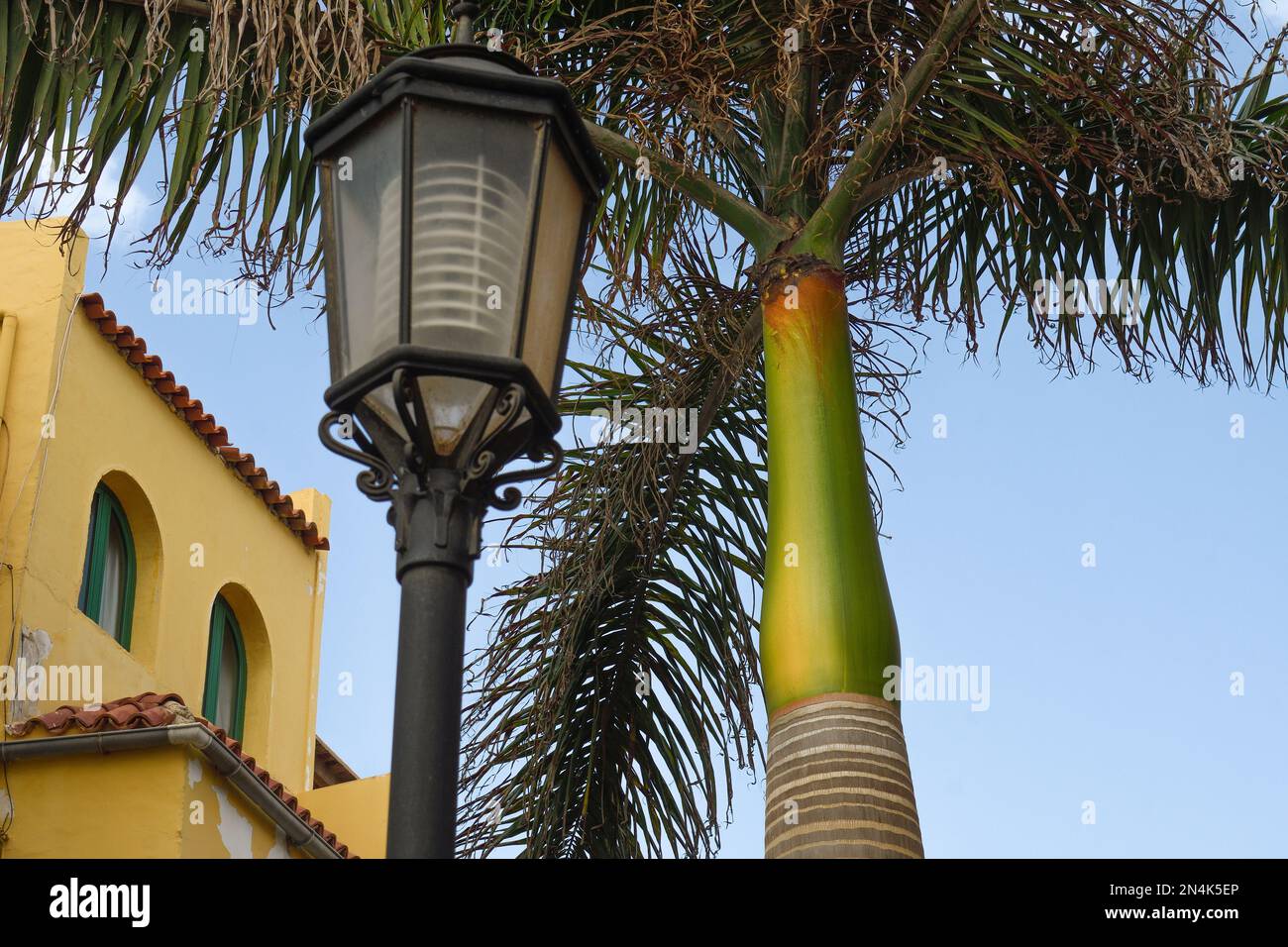 Palm tree next to a light pole Stock Photo - Alamy