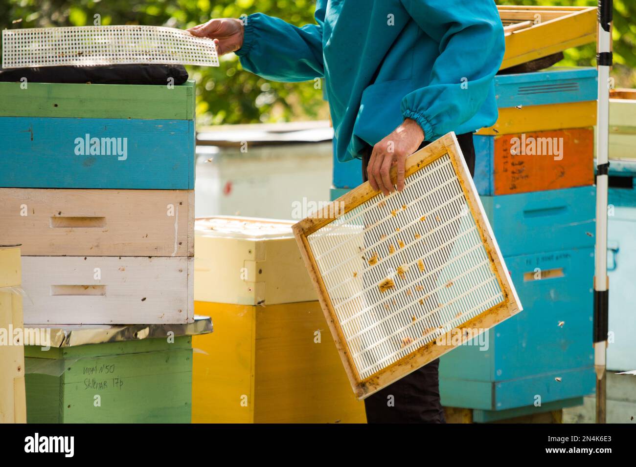 Installing queen excluder in hives on apiary Stock Photo - Alamy
