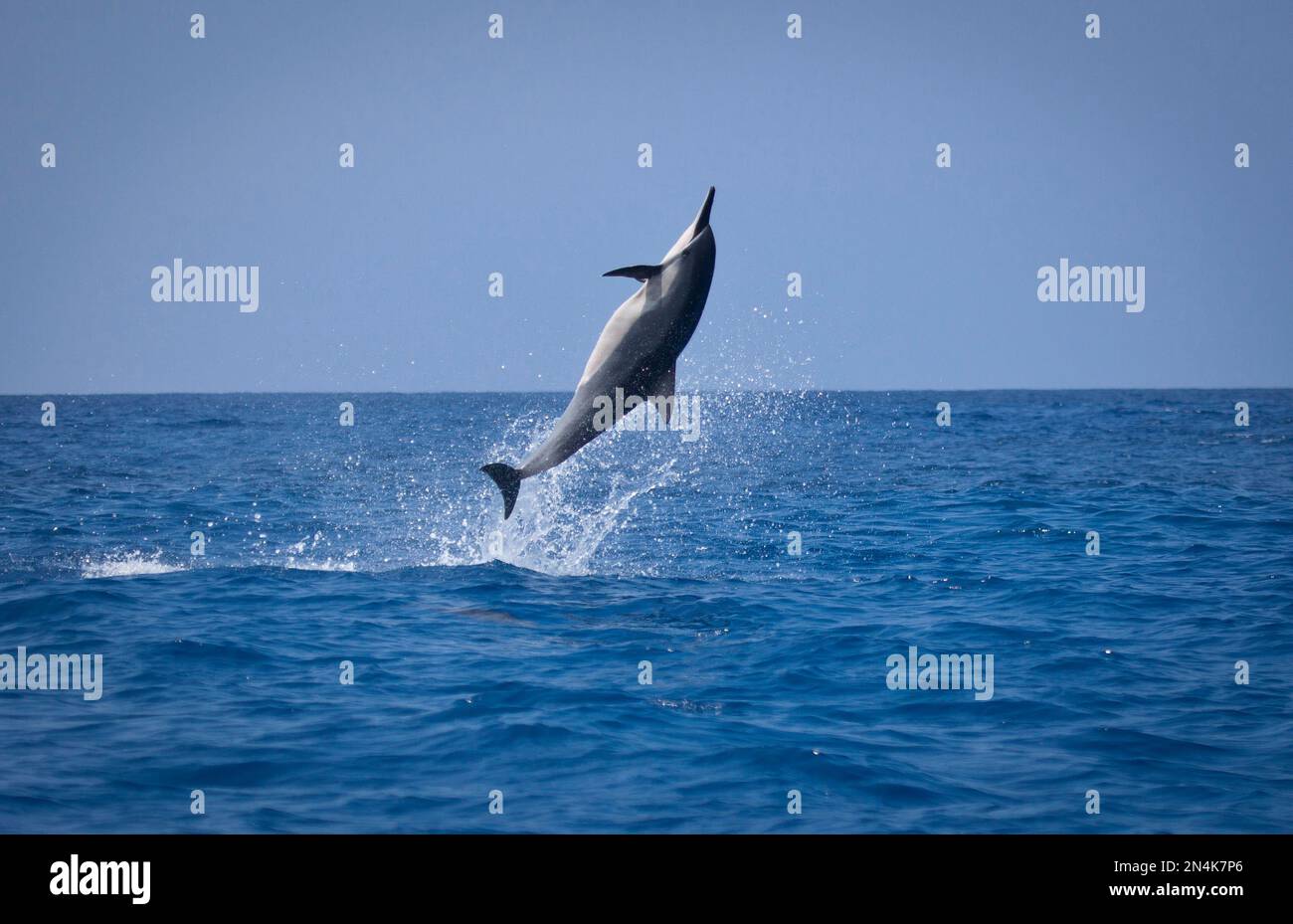 Hawaii ocean dolphin hi-res stock photography and images - Alamy