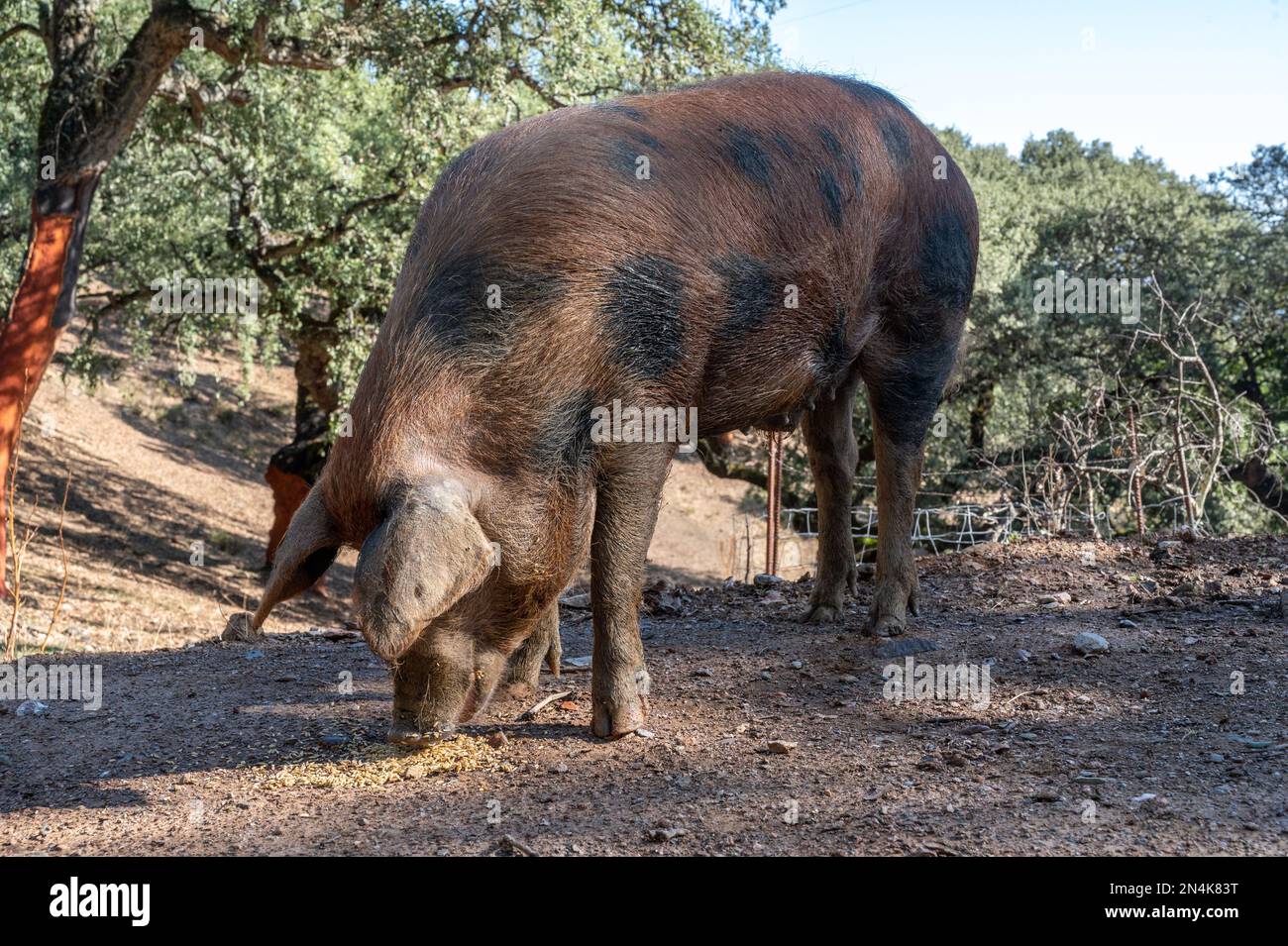 Production of iberian ham (cured ham), Puerto Gil, Spain Stock Photo ...