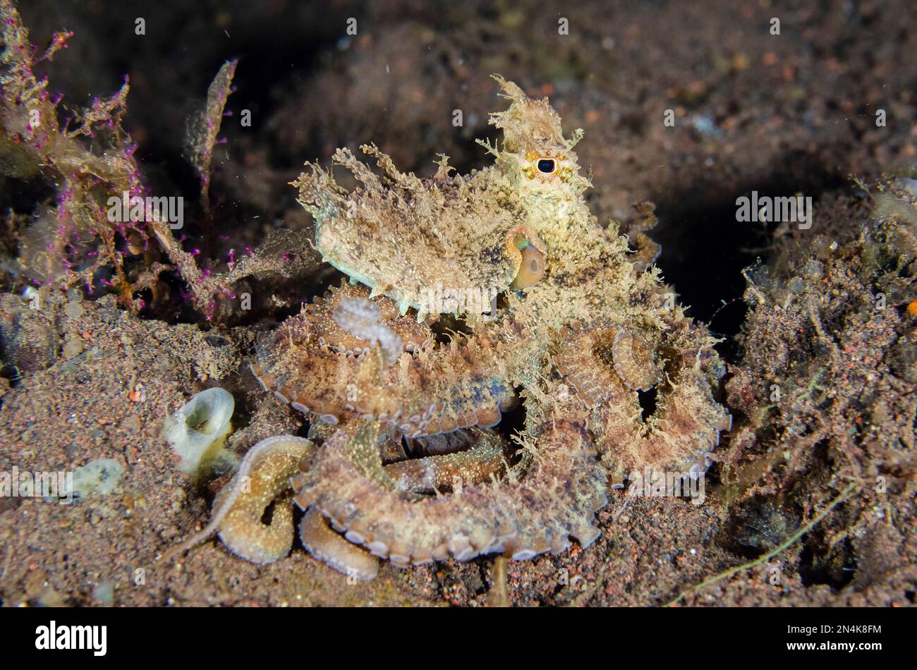 Algae Octopus, Abdopus aculeatus, night dive, Scuba Seraya House Reef ...