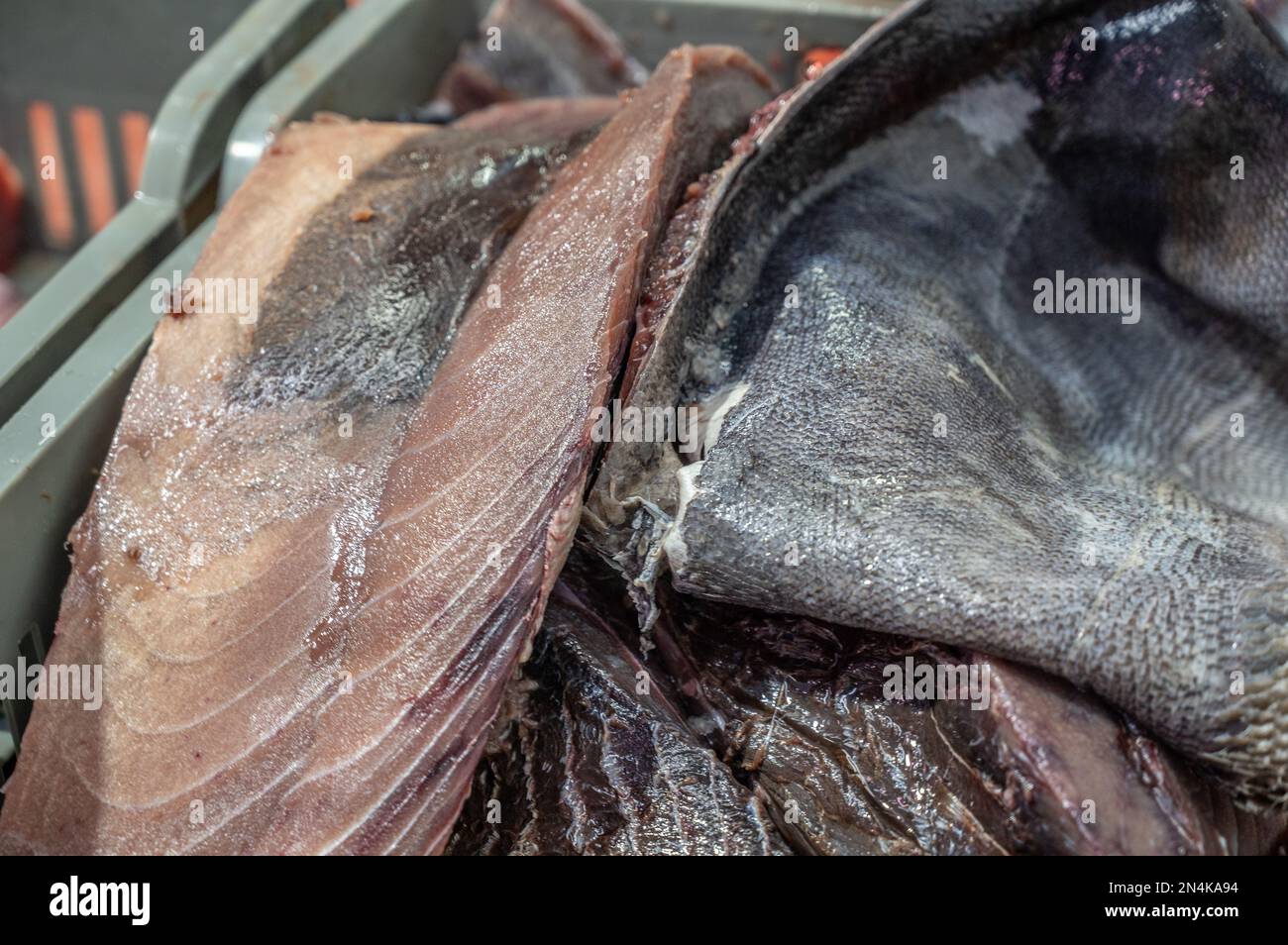 Cutting and prepping fish for canning process, Fish canning factory ...