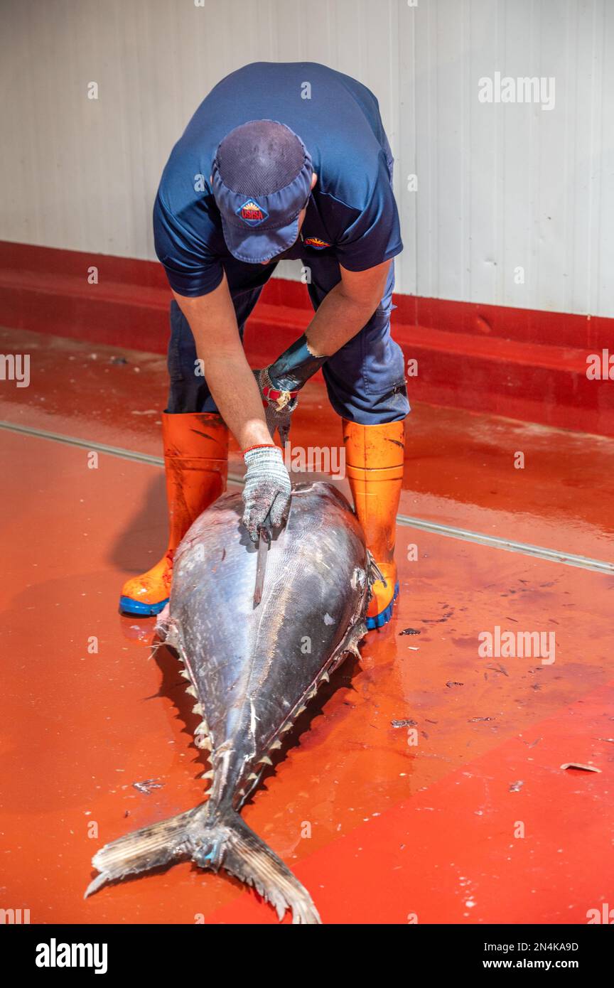 Cutting and prepping fish for canning process, Fish canning factory ...