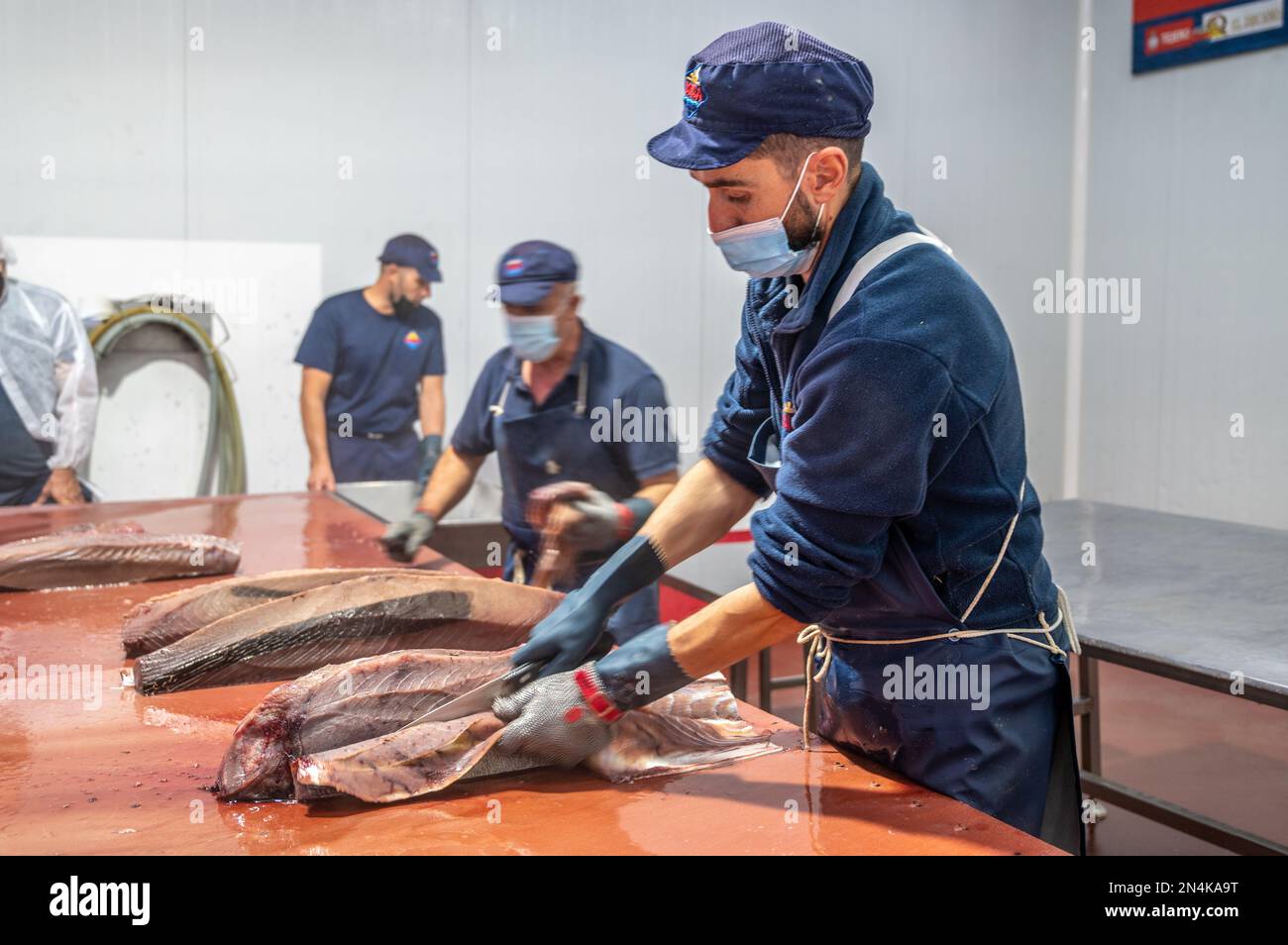 Cutting and prepping fish for canning process, Fish canning factory ...
