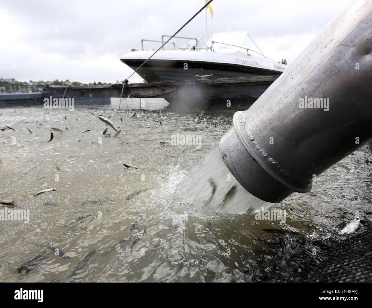 In this photo taken Thursday, April 24, 2014, young salmon that have ...
