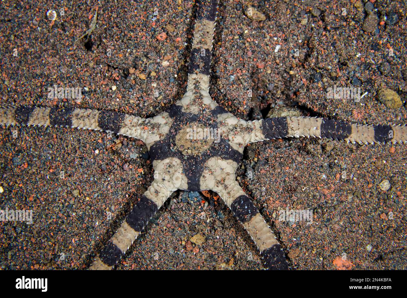 Banded Brittle Star, Ophiolepis superba, night dive, Scuba Seraya House ...