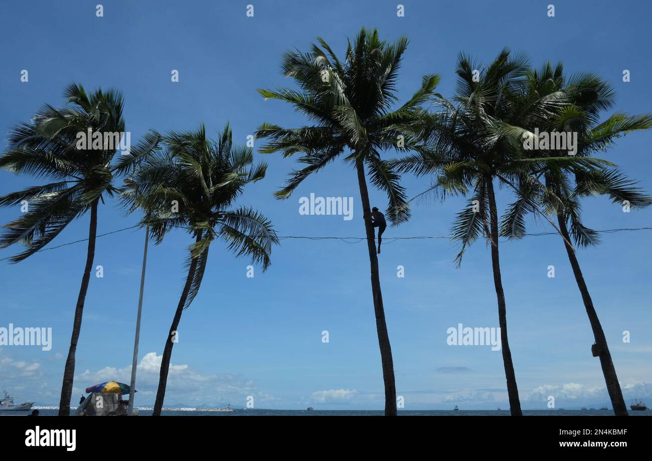 A Filipino man climbs up a coconut tree along a promenade beside Manila ...