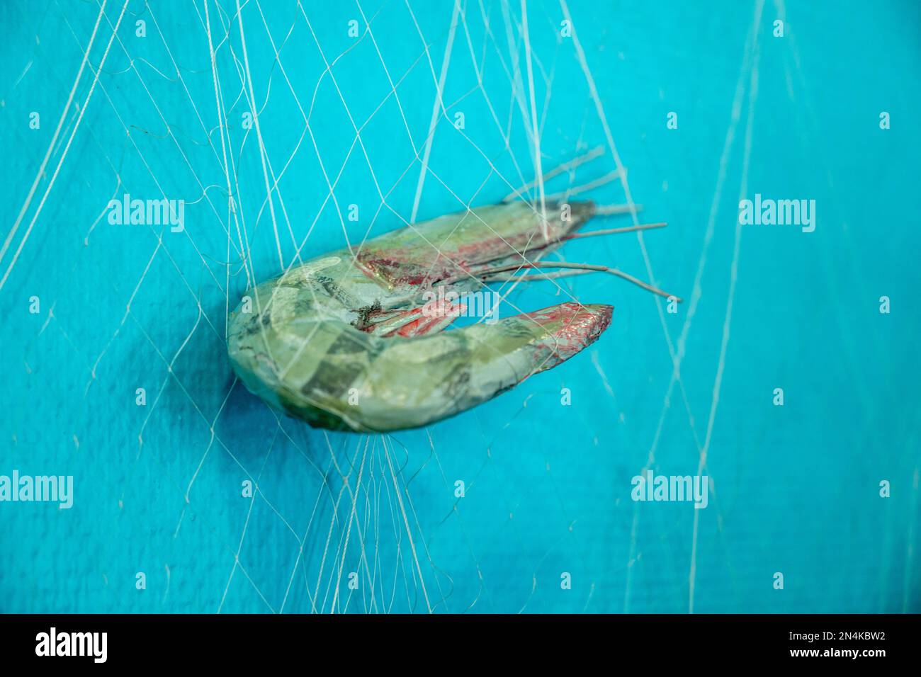 Prawn in net, Fishing port, Punta Umbria, Spain Stock Photo - Alamy