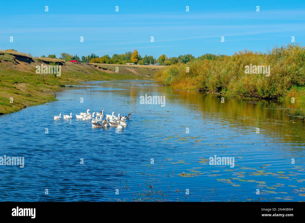 A flock of geese floating on the water of the river on the background ...