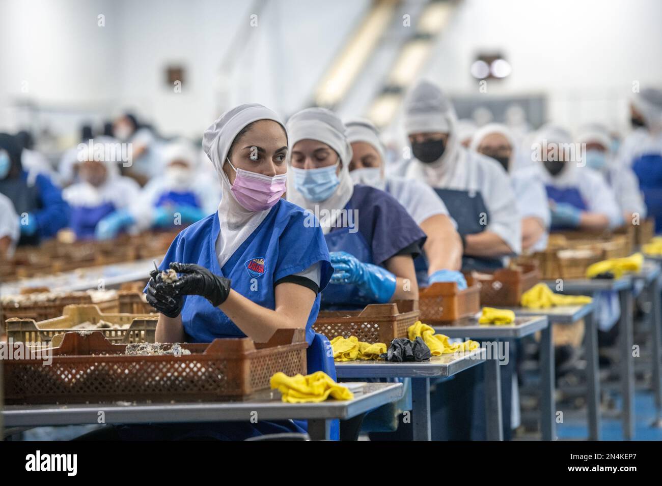 Woman working the line to clean off fish by hand before going to be ...