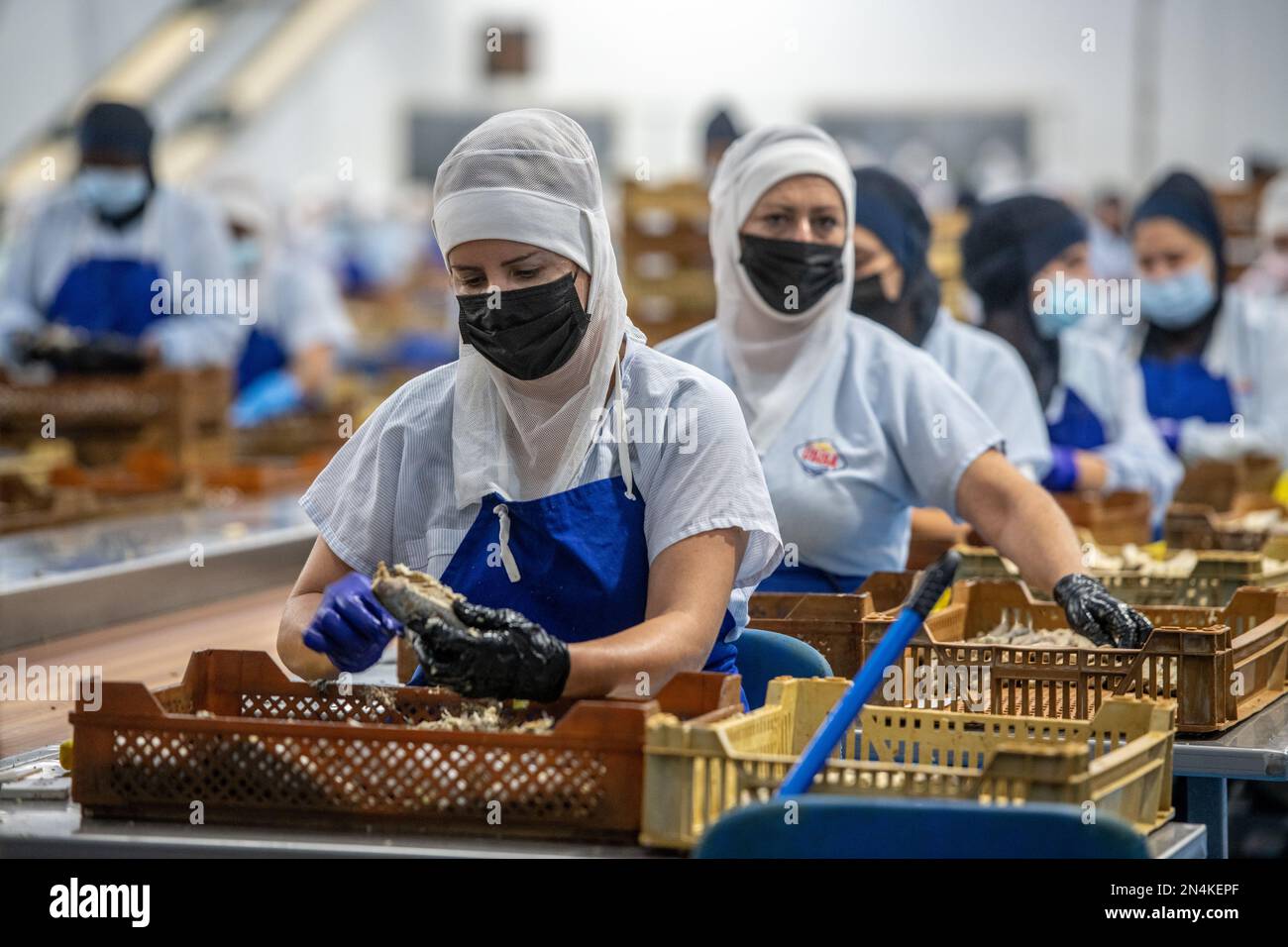Woman working the line to clean off fish by hand before going to be ...