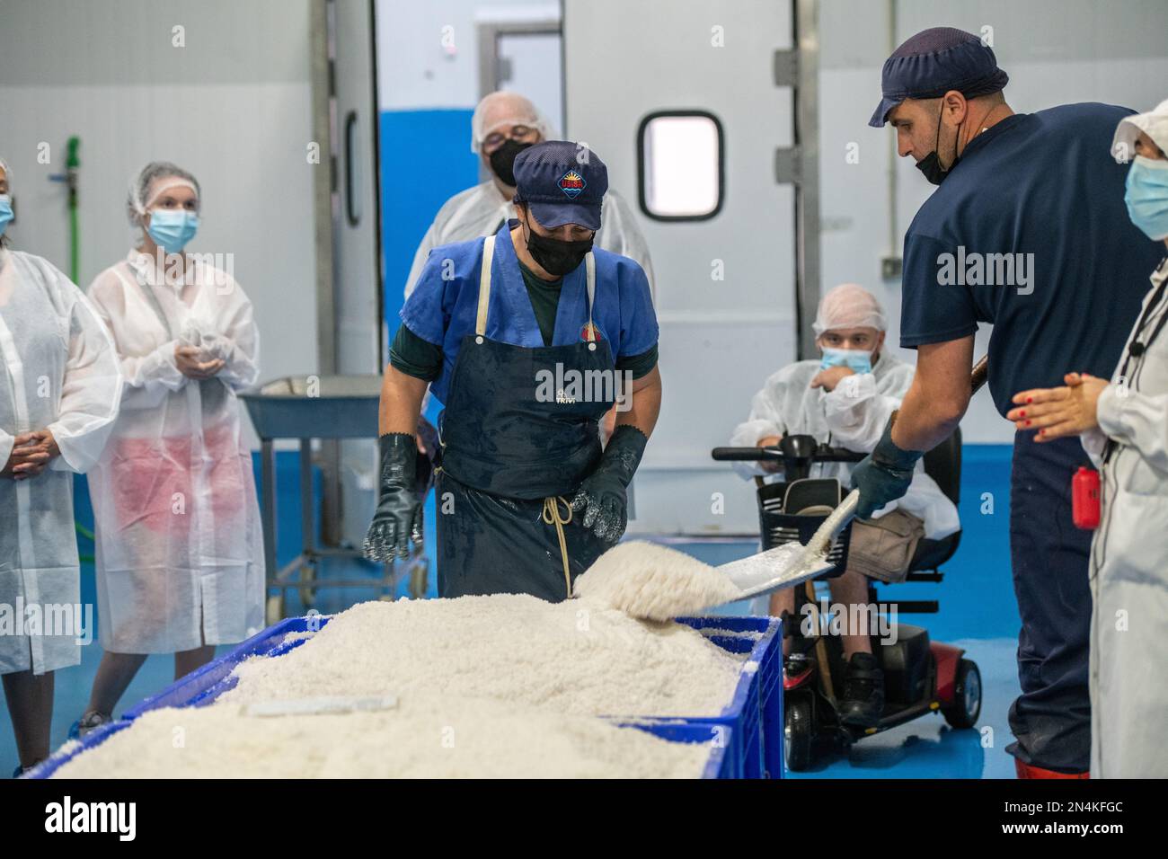 Cutting and prepping fish for canning process, Fish canning factory ...