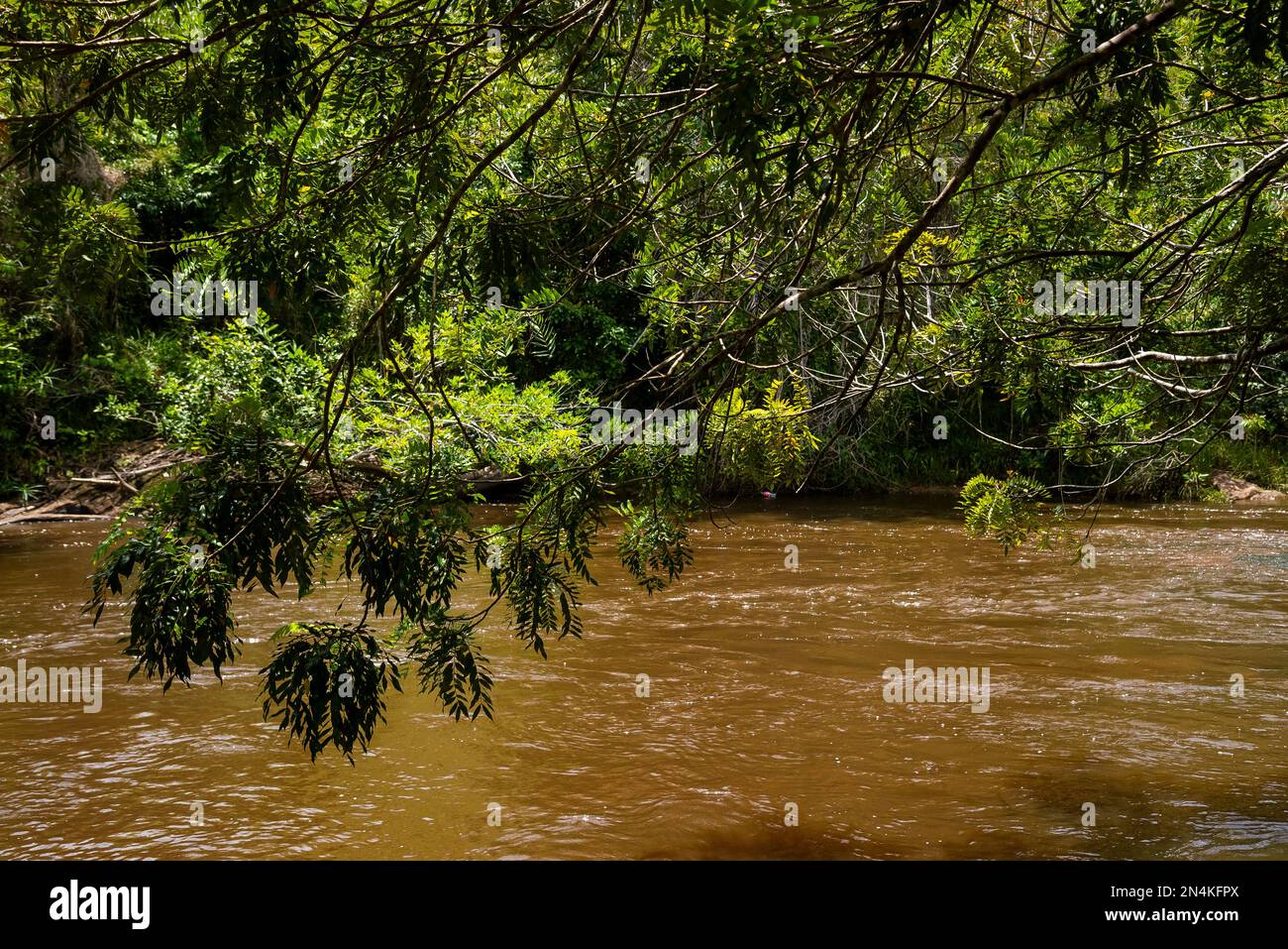 River flowing in the forest. Tree fallen to the river Stock Photo - Alamy