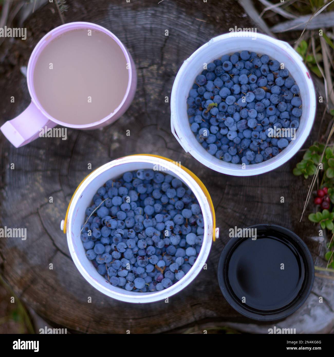 Two mugs of white tea with milk and black coffee stand on a stump next ...